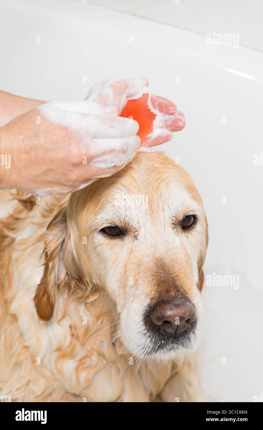 A dog taking a shower with soap and water Stock Photo - Alamy