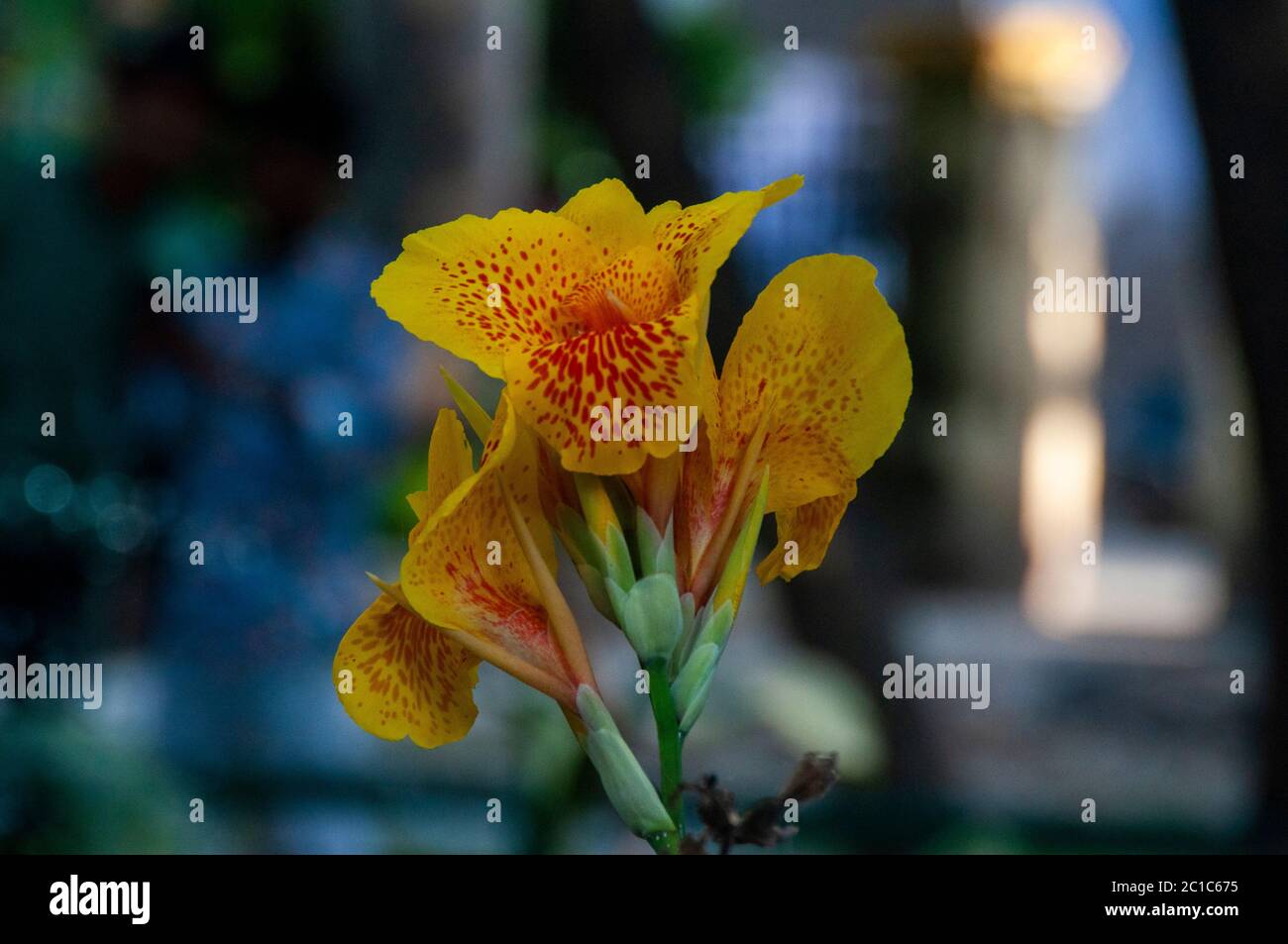 Canna indica, commonly known as Indian shot, African arrowroot, edible ...