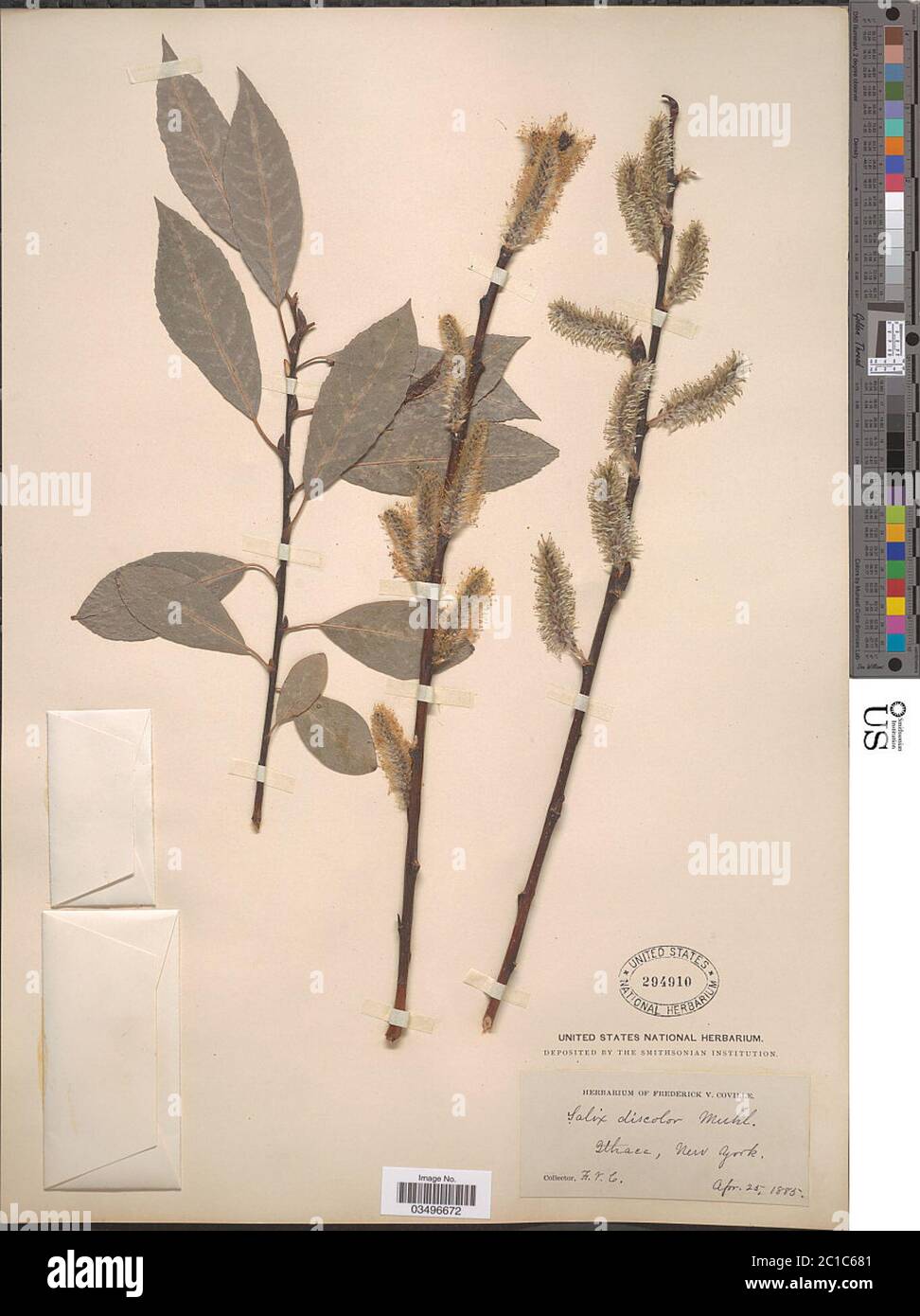 Salix discolor Muhl Salix discolor Muhl Stock Photo - Alamy