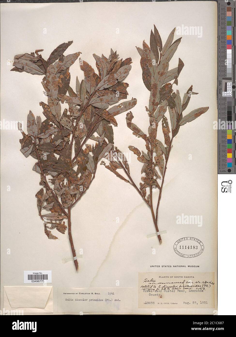 Salix discolor Muhl Salix discolor Muhl Stock Photo - Alamy