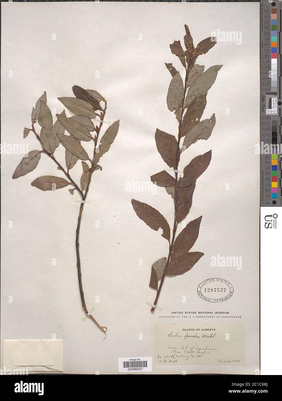 Salix discolor Muhl Salix discolor Muhl Stock Photo - Alamy