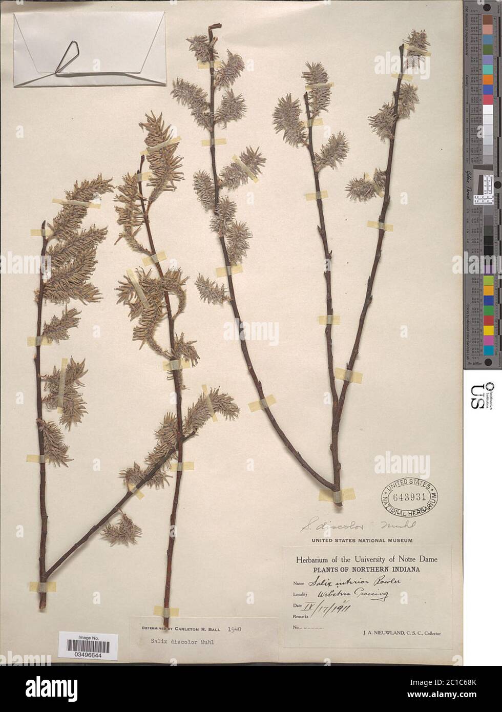 Salix discolor hi-res stock photography and images - Alamy