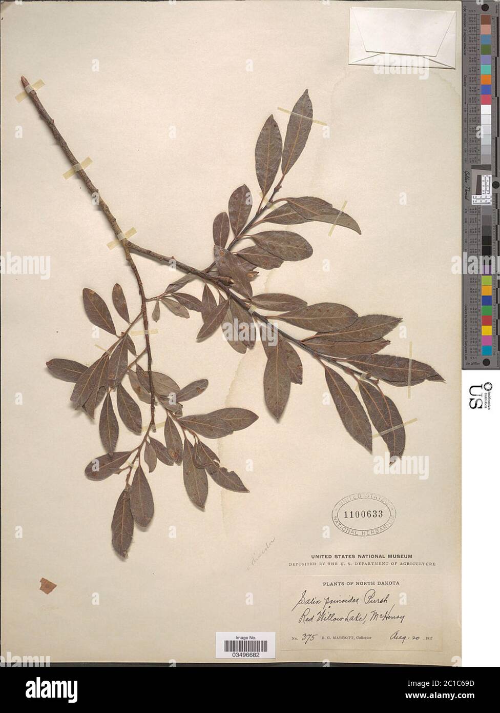 Salix discolor Muhl Salix discolor Muhl Stock Photo - Alamy