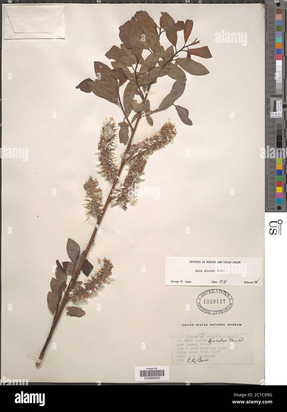 Salix discolor Muhl Salix discolor Muhl Stock Photo - Alamy