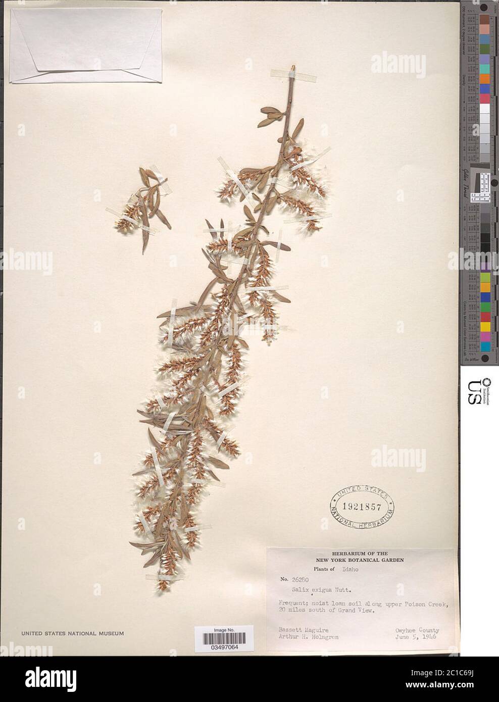 Salix exigua Nutt Salix exigua Nutt Stock Photo - Alamy