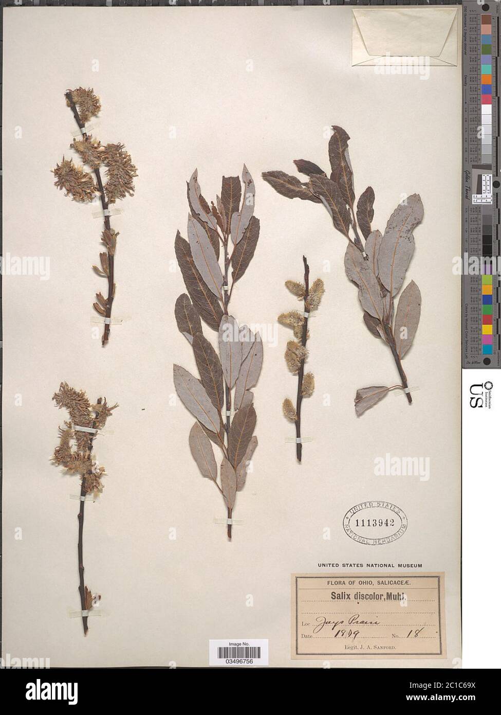 Salix discolor Muhl Salix discolor Muhl Stock Photo - Alamy
