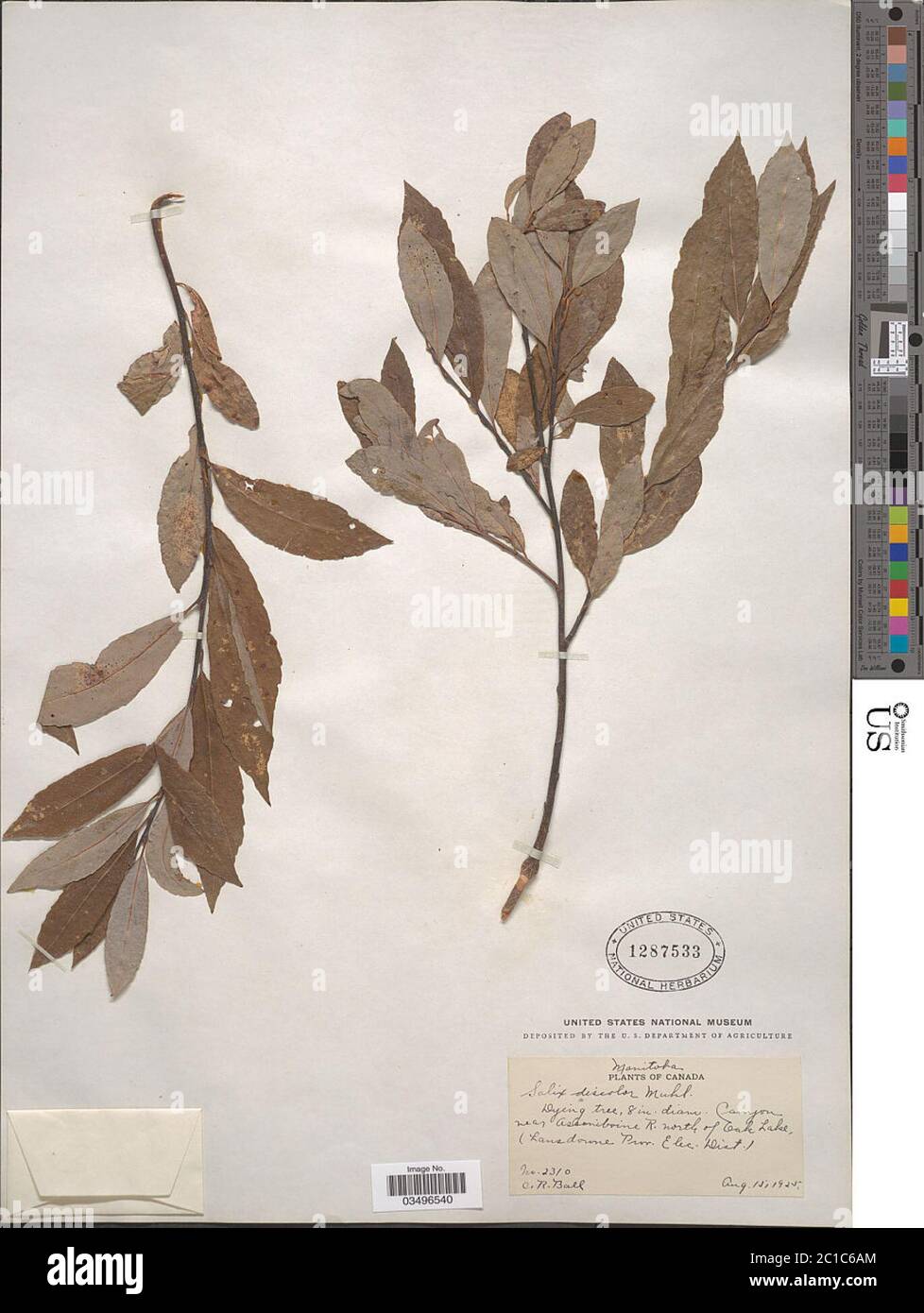 Salix discolor hi-res stock photography and images - Alamy