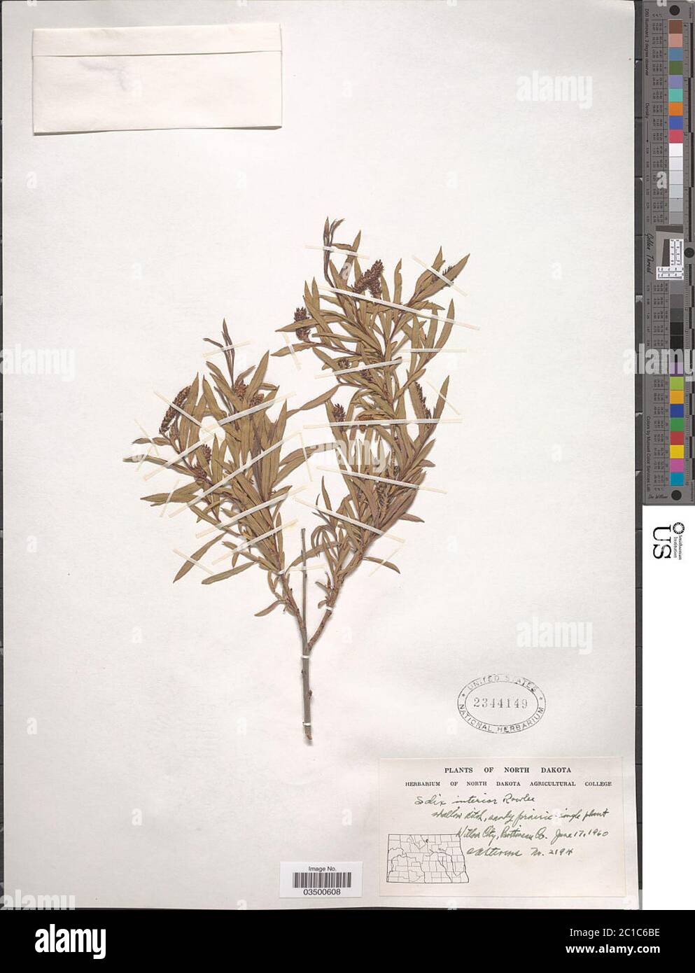 Salix interior Rowlee Salix interior Rowlee Stock Photo - Alamy