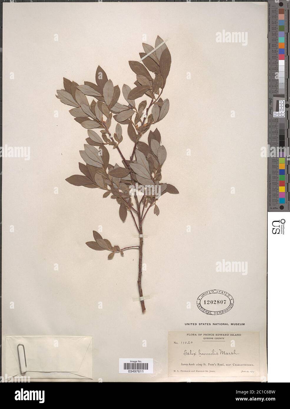 Salix humilis Marshall Salix humilis Marshall Stock Photo - Alamy