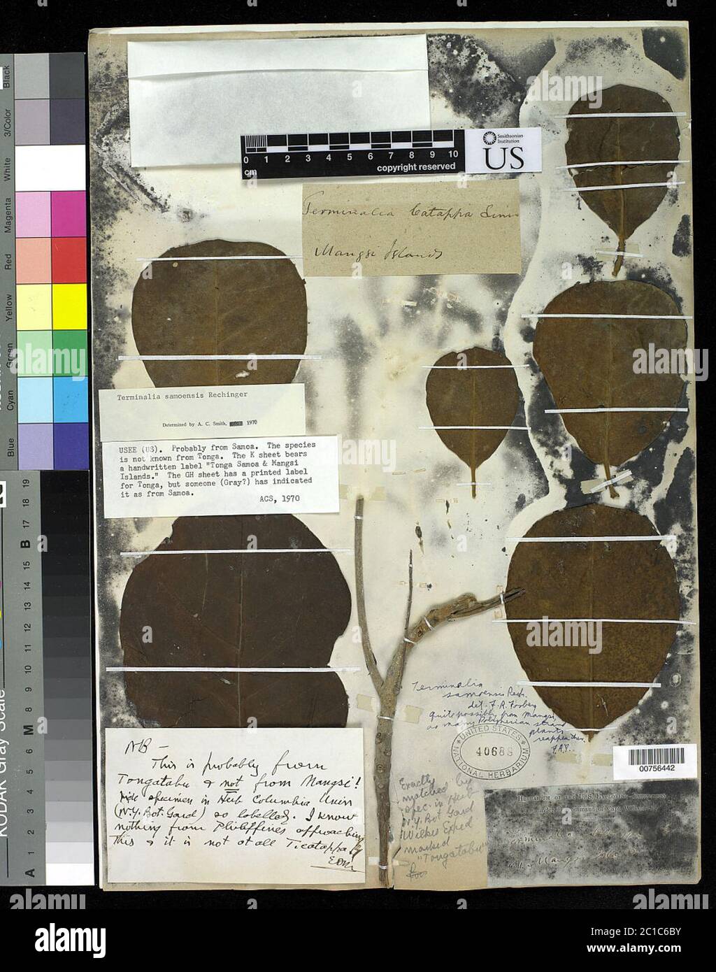 Samoensis hi-res stock photography and images - Alamy