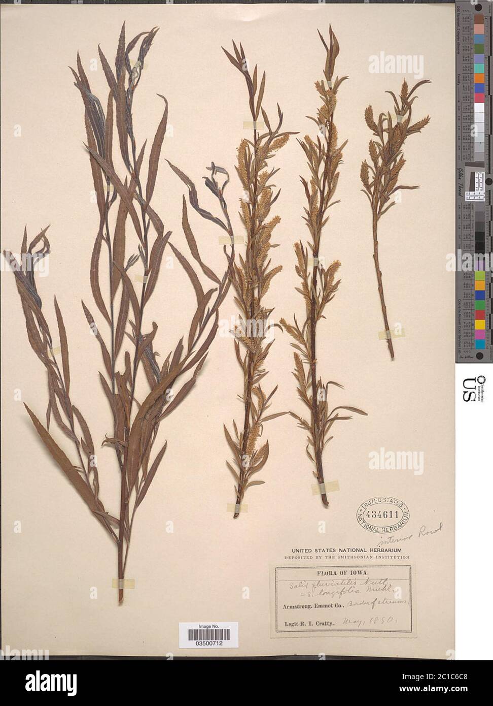 Salix interior Rowlee Salix interior Rowlee Stock Photo - Alamy