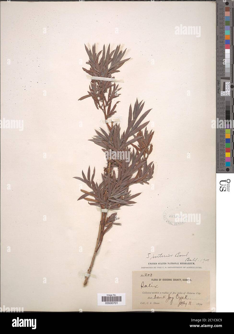 Salix interior Rowlee Salix interior Rowlee Stock Photo - Alamy