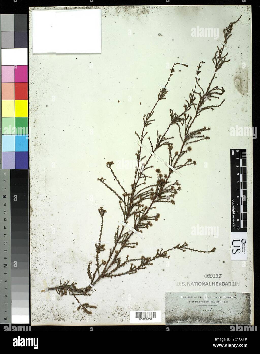 Leucopogon hi-res stock photography and images - Alamy