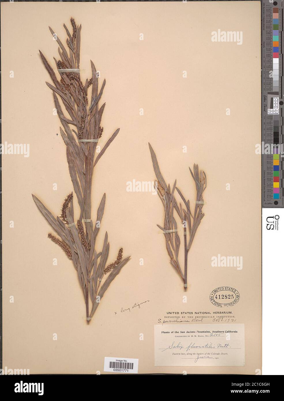 Salix parishiana Rowlee Salix parishiana Rowlee Stock Photo - Alamy