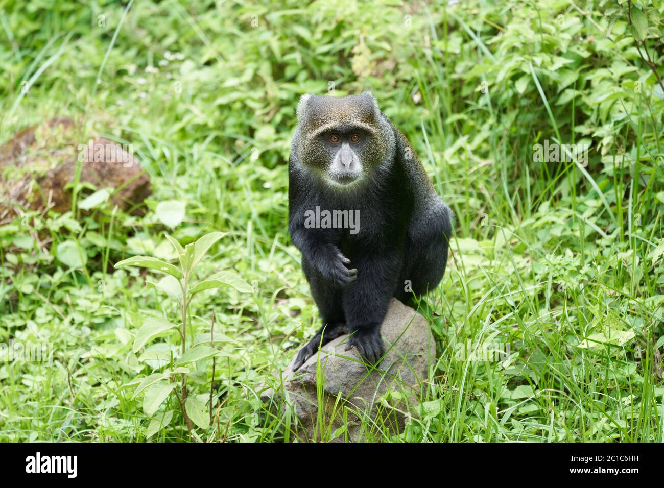Blue monkey diademed monkey Cercopithecus mitis Portrait Species of Old ...