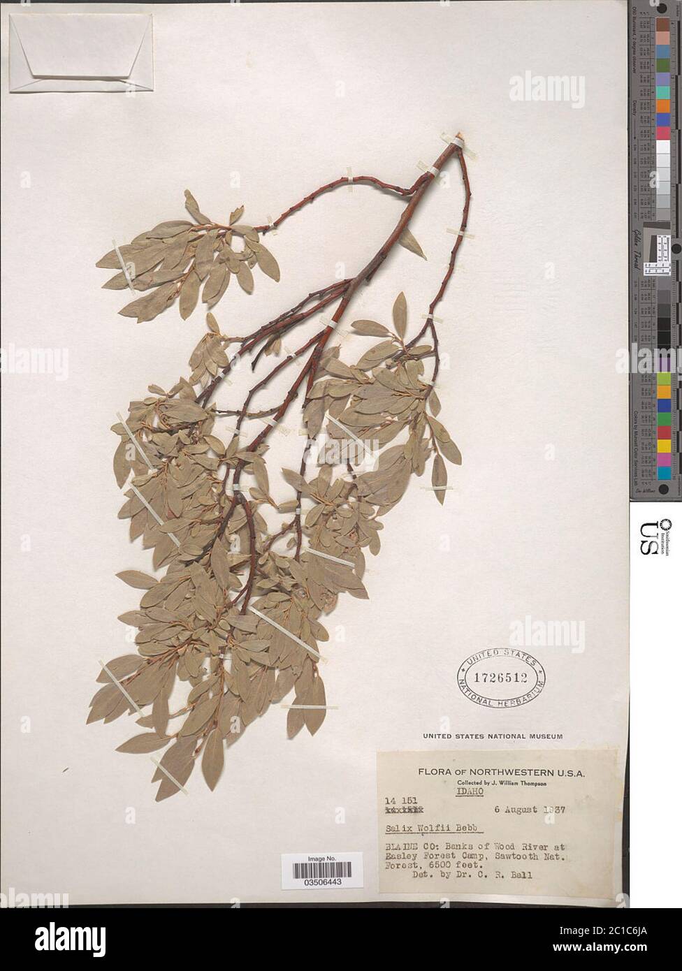 Bebb s willow hi-res stock photography and images - Alamy