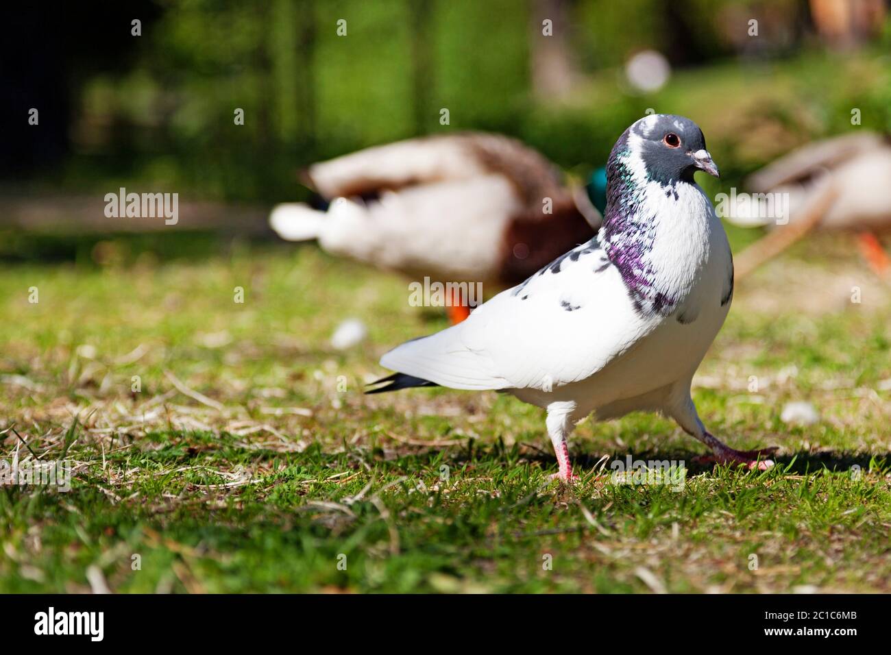 Bouncing step hi-res stock photography and images - Alamy
