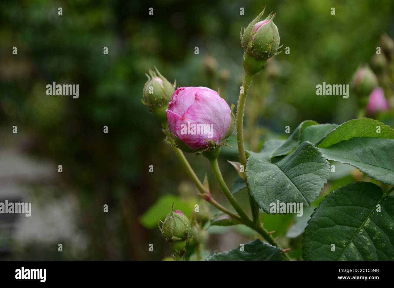Roses garden bed hi-res stock photography and images - Alamy