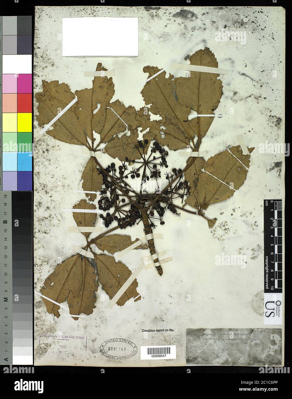 Nothopanax hi-res stock photography and images - Alamy