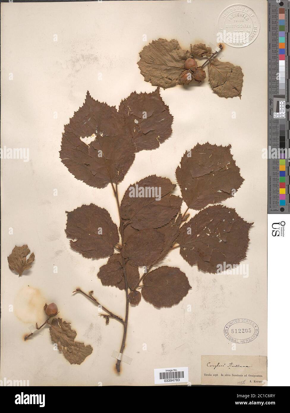 Corylus avellana l hi-res stock photography and images - Alamy