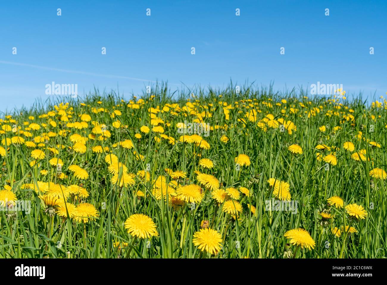 Field of yellow dandelions Stock Photo - Alamy