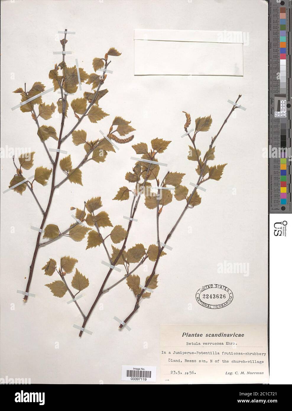 Betula verrucosa Ehrh Betula verrucosa Ehrh Stock Photo - Alamy