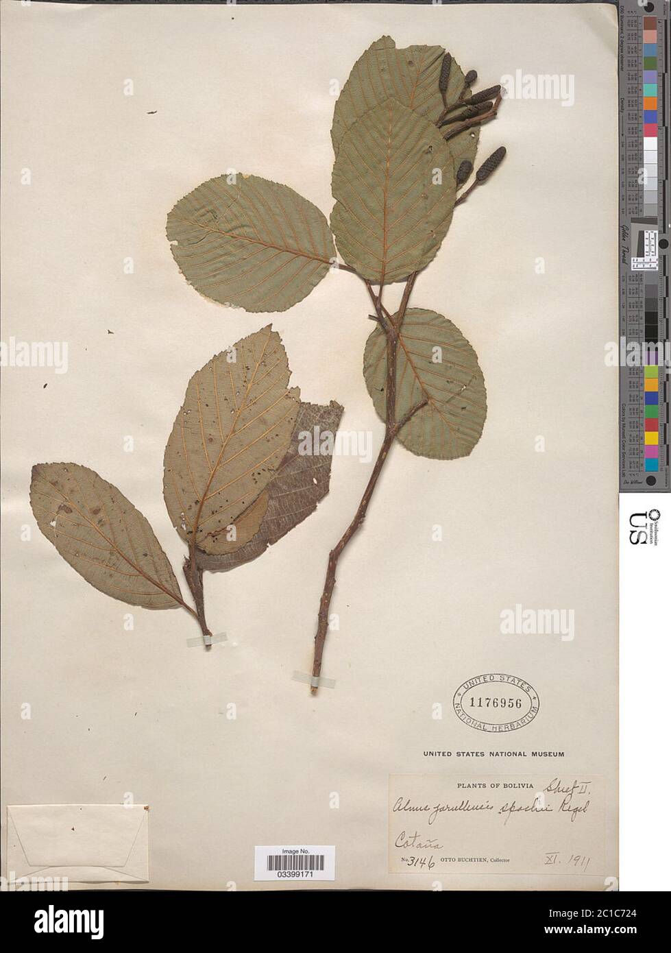 Alnus acuminata Kunth Alnus acuminata Kunth Stock Photo - Alamy
