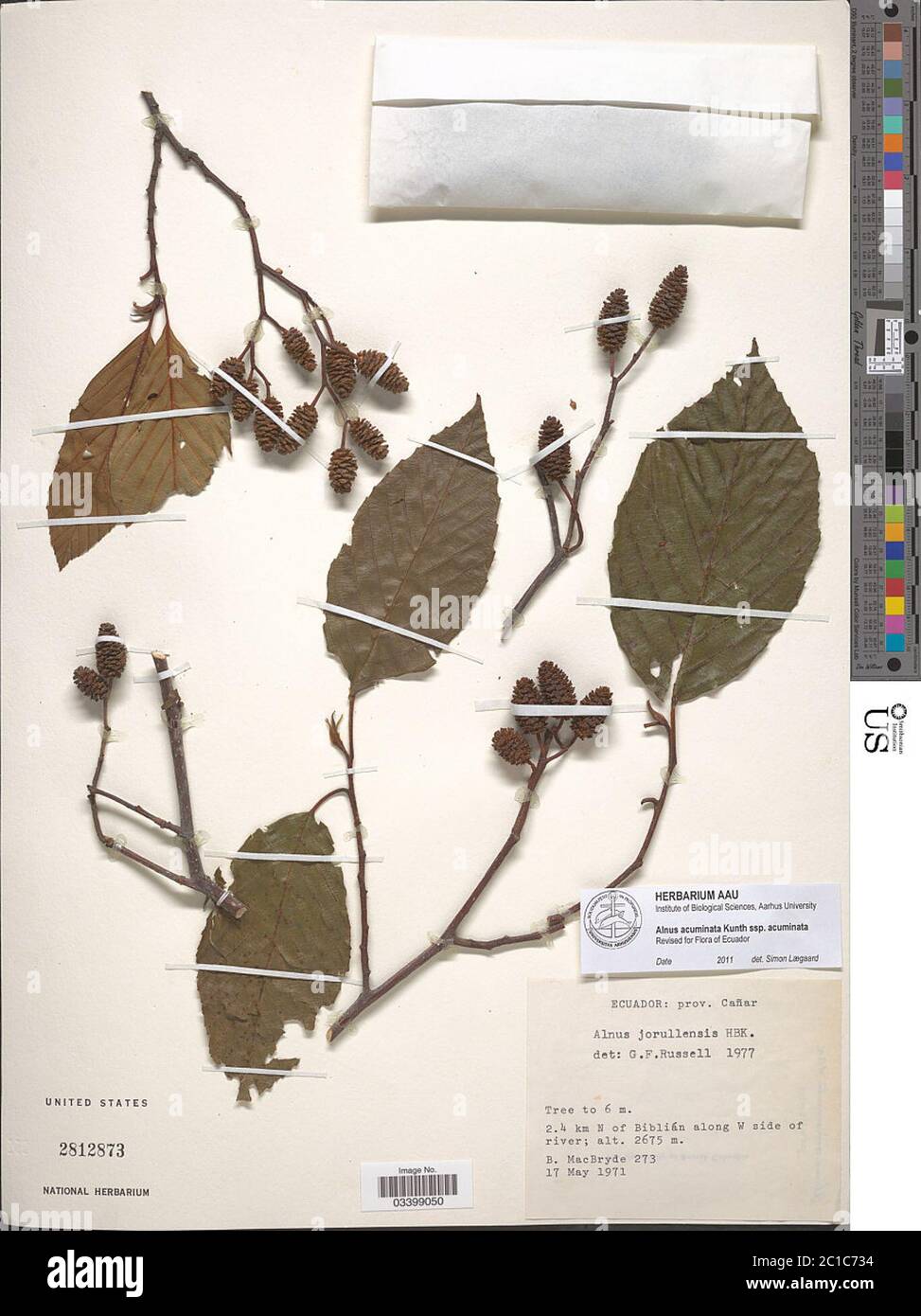 Alnus acuminata Kunth Alnus acuminata Kunth Stock Photo - Alamy