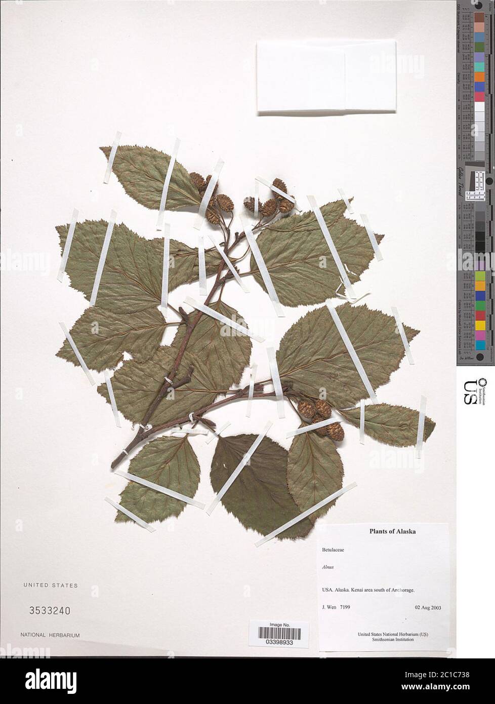 Alnus sp Alnus sp Stock Photo - Alamy