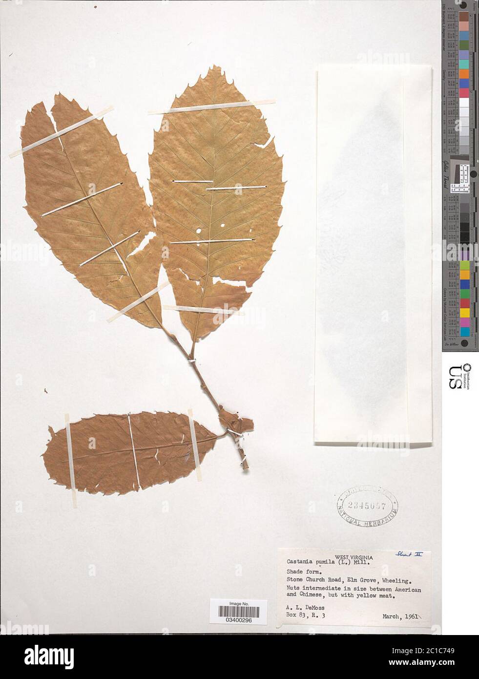 Castanea pumila hi-res stock photography and images - Alamy