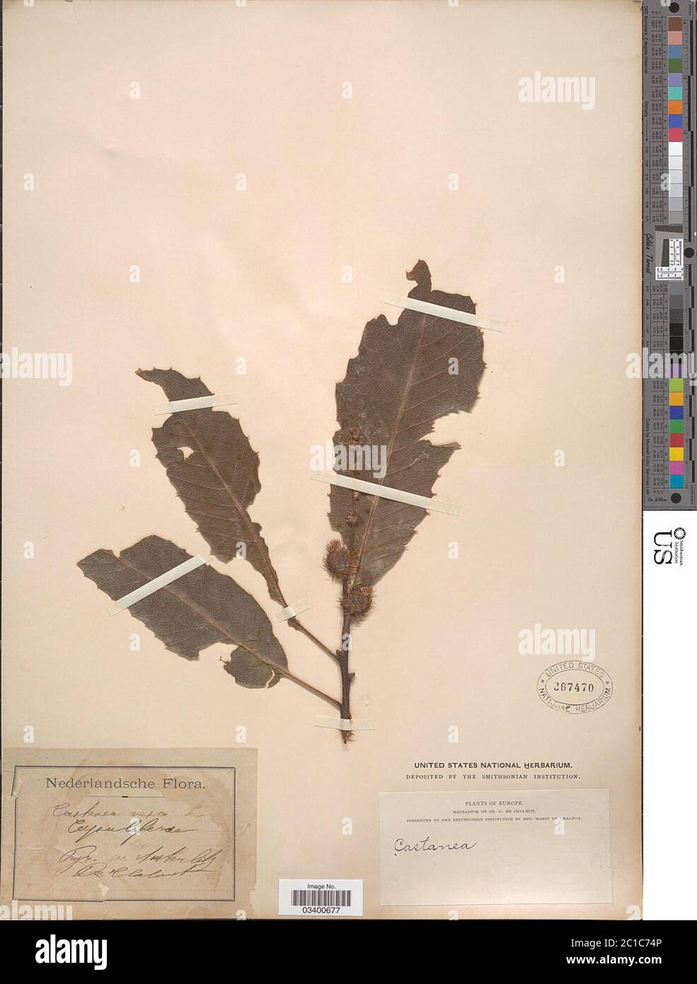 Castanea sativa Mill Castanea sativa Mill Stock Photo - Alamy