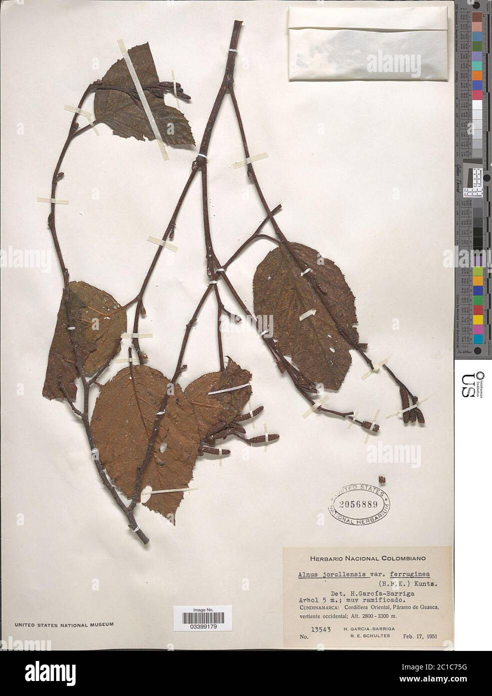 Alnus acuminata Kunth Alnus acuminata Kunth Stock Photo - Alamy