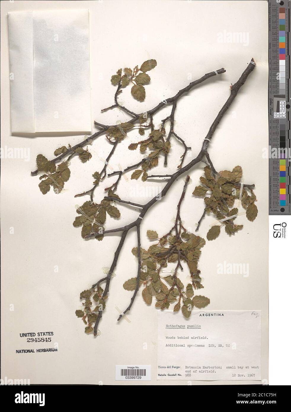 Nothofagus pumilio Nothofagus pumilio Stock Photo - Alamy