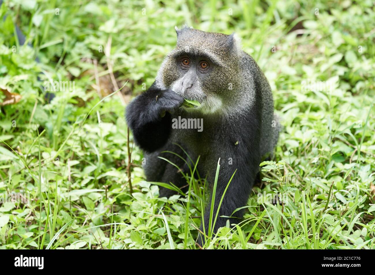 Blue monkey diademed monkey Cercopithecus mitis Portrait Species of Old ...