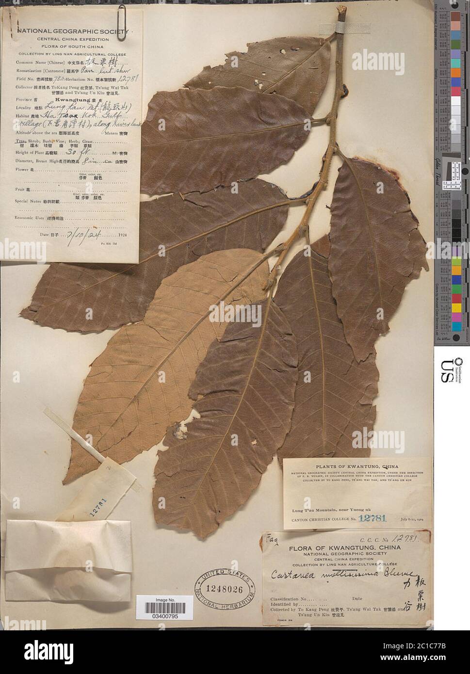 Castanea mollissima Blume Castanea mollissima Blume Stock Photo - Alamy