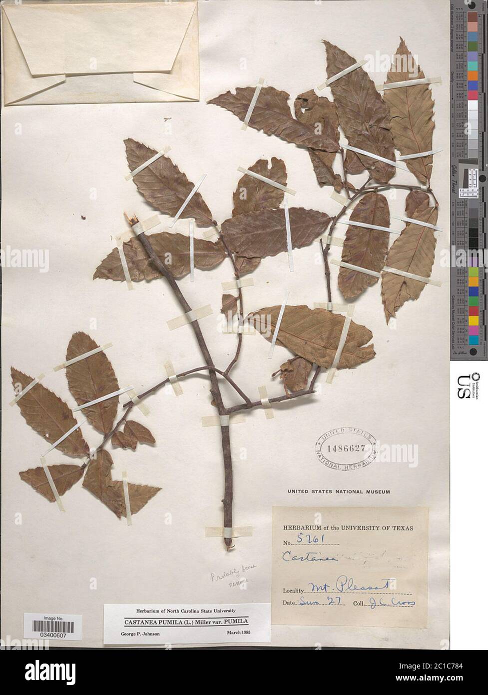 Castanea pumila L Mill Castanea pumila L Mill Stock Photo - Alamy