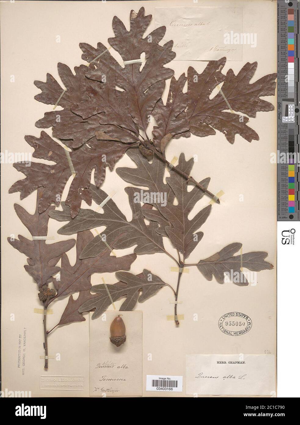 Quercus alba L Quercus alba L Stock Photo - Alamy