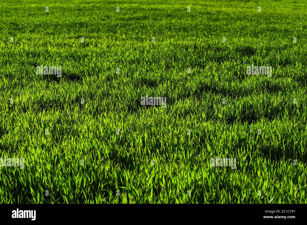 Background of a green juicy grass field with wave patterns from the ...