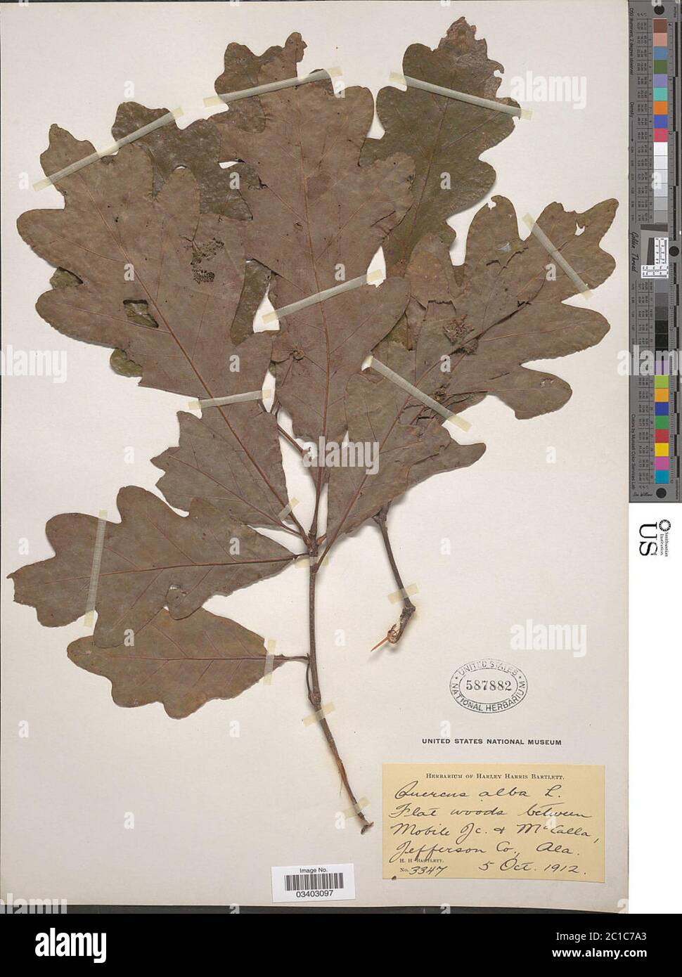 Quercus alba L Quercus alba L Stock Photo - Alamy