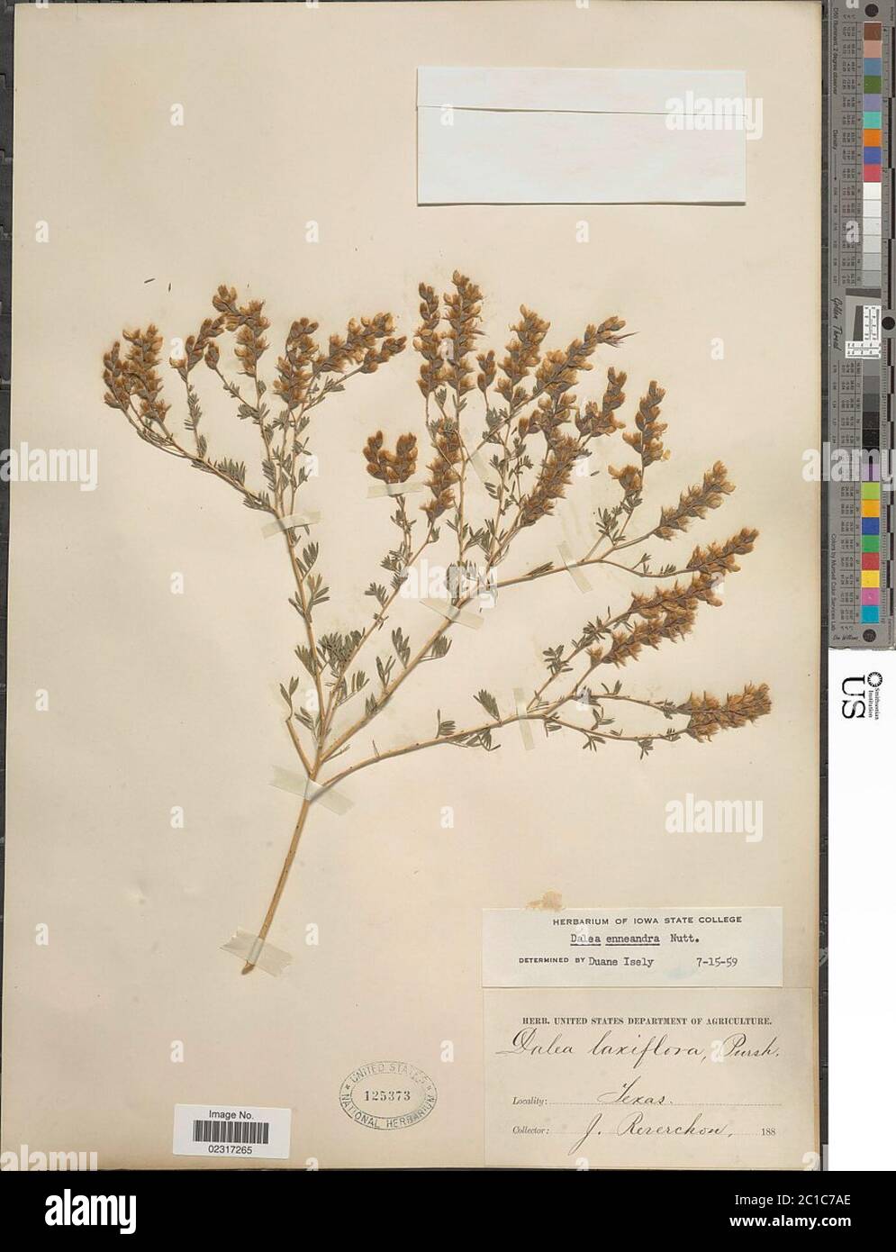 Dalea enneandra hi-res stock photography and images - Alamy