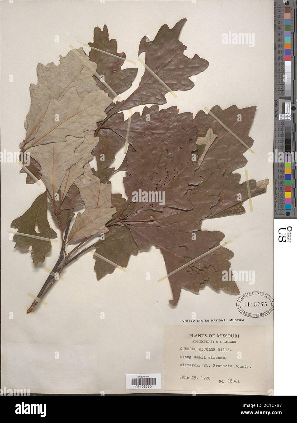 Quercus bicolor hi-res stock photography and images - Alamy