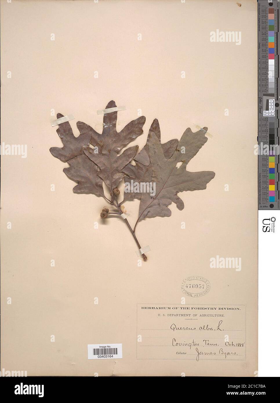 Quercus alba L Quercus alba L Stock Photo - Alamy