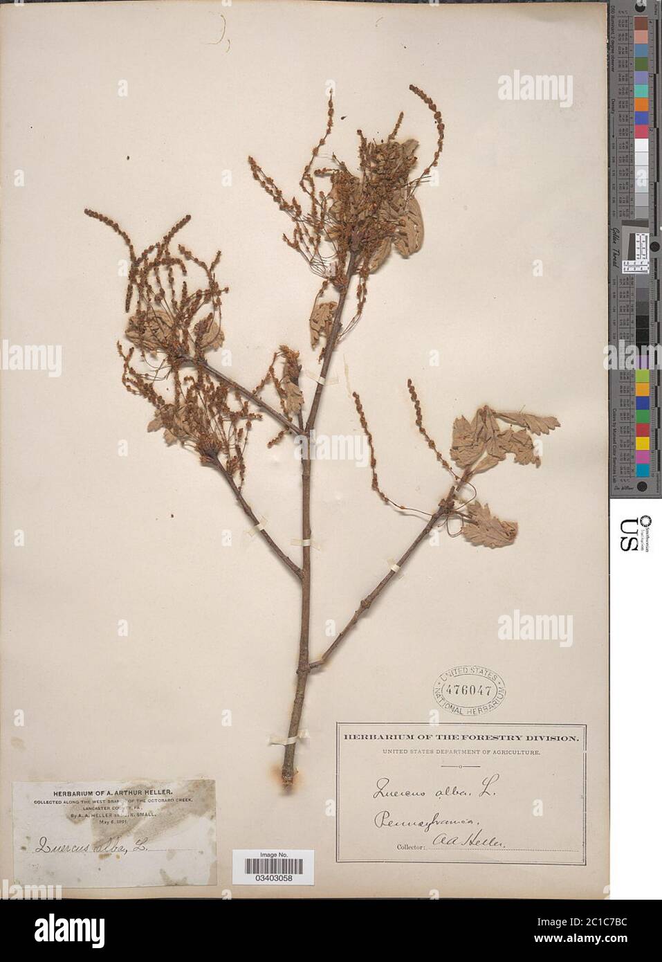 Quercus alba L Quercus alba L Stock Photo - Alamy