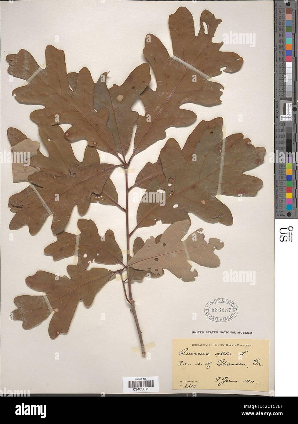 Quercus alba L Quercus alba L Stock Photo - Alamy