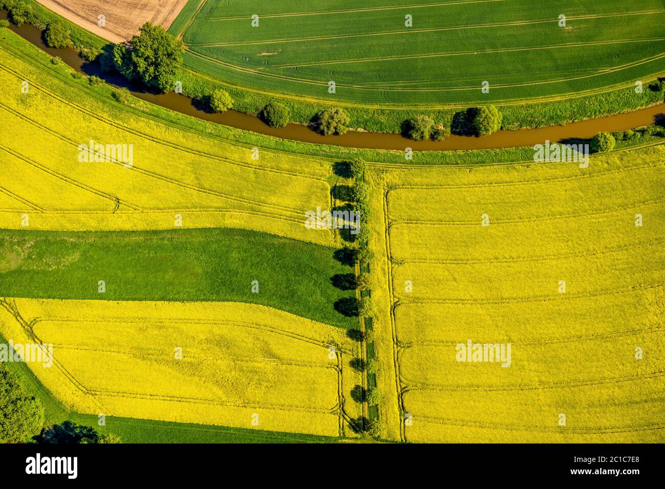 Aerial photo, row of trees in rape field, river Ems, Greven, district ...