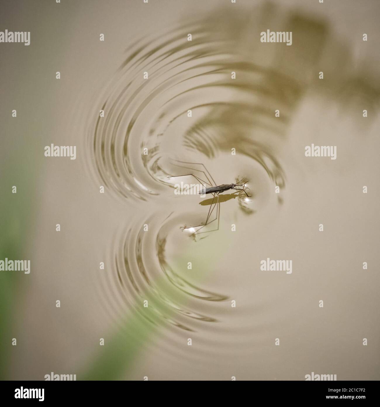 Water strider habitat hi-res stock photography and images - Alamy