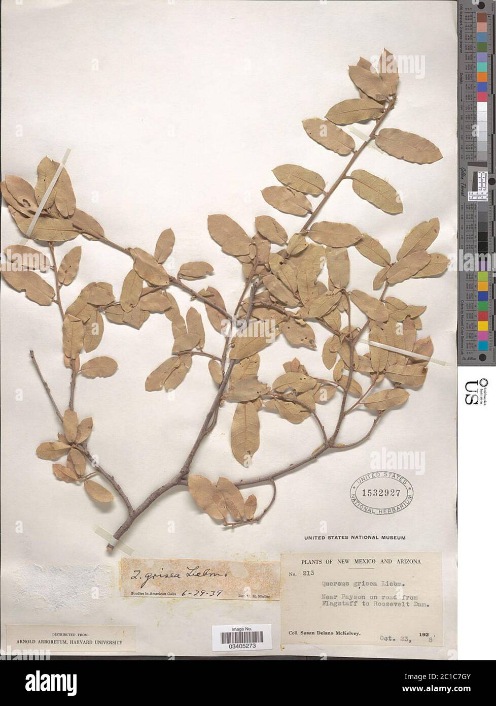 Quercus grisea Liebm Quercus grisea Liebm Stock Photo - Alamy