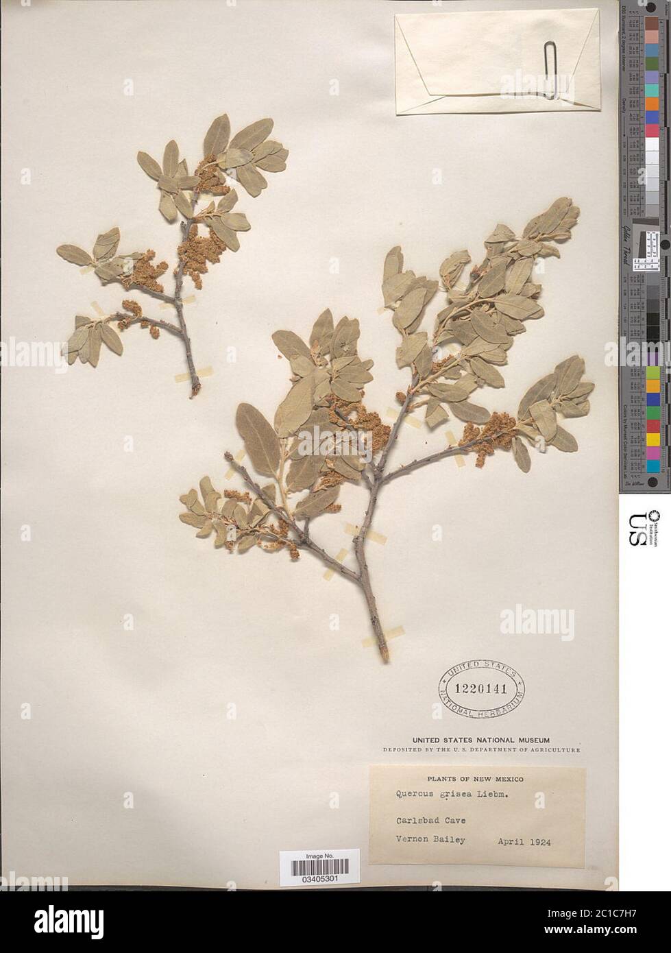 Quercus grisea Liebm Quercus grisea Liebm Stock Photo - Alamy