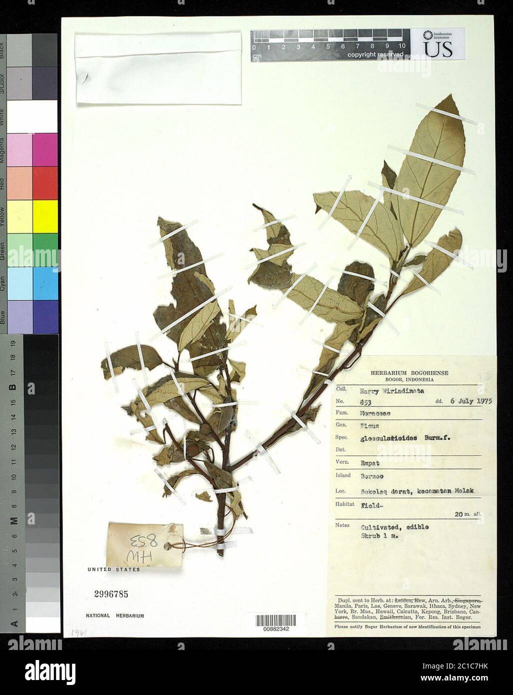 Grossularioides hi-res stock photography and images - Alamy