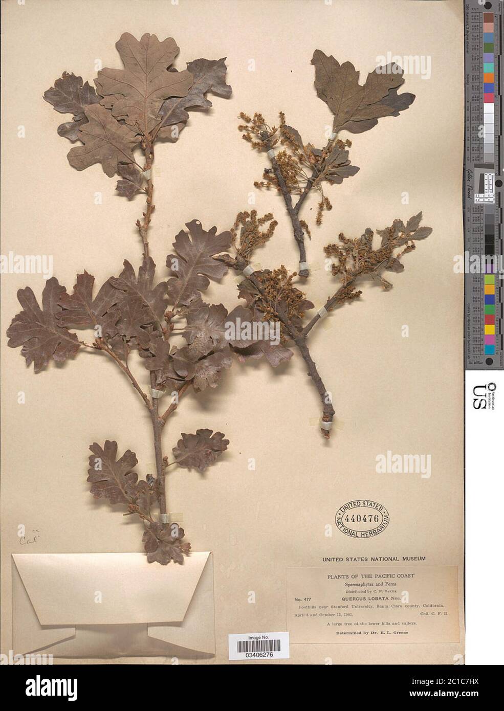 Valley oak tree quercus lobata hi-res stock photography and images - Alamy